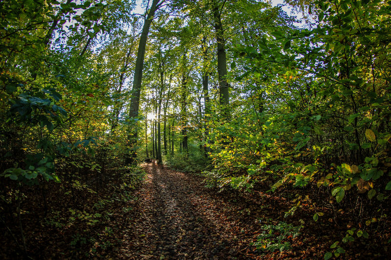 Heringsdorf spa and healing forest