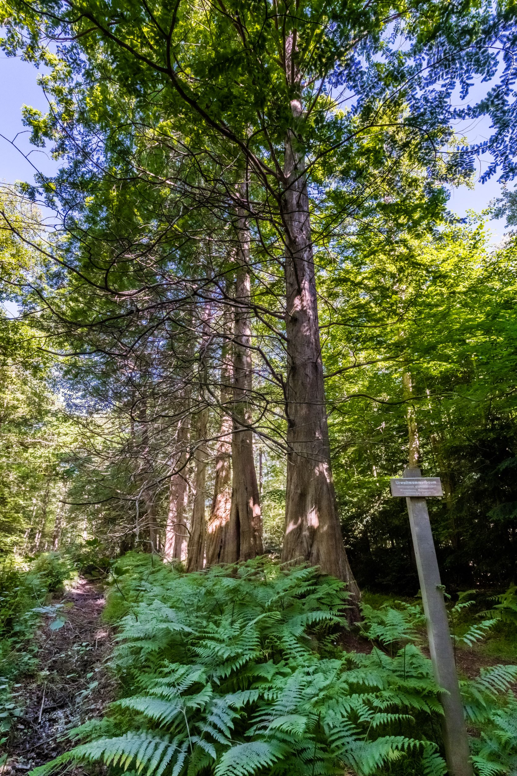 Redwood trees in the Osterwald Zingst