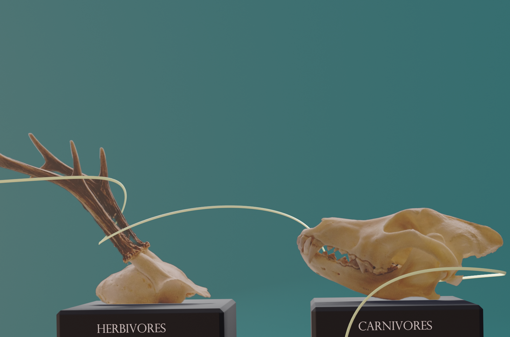 Who eats what: herbivores - carnivores - omnivores