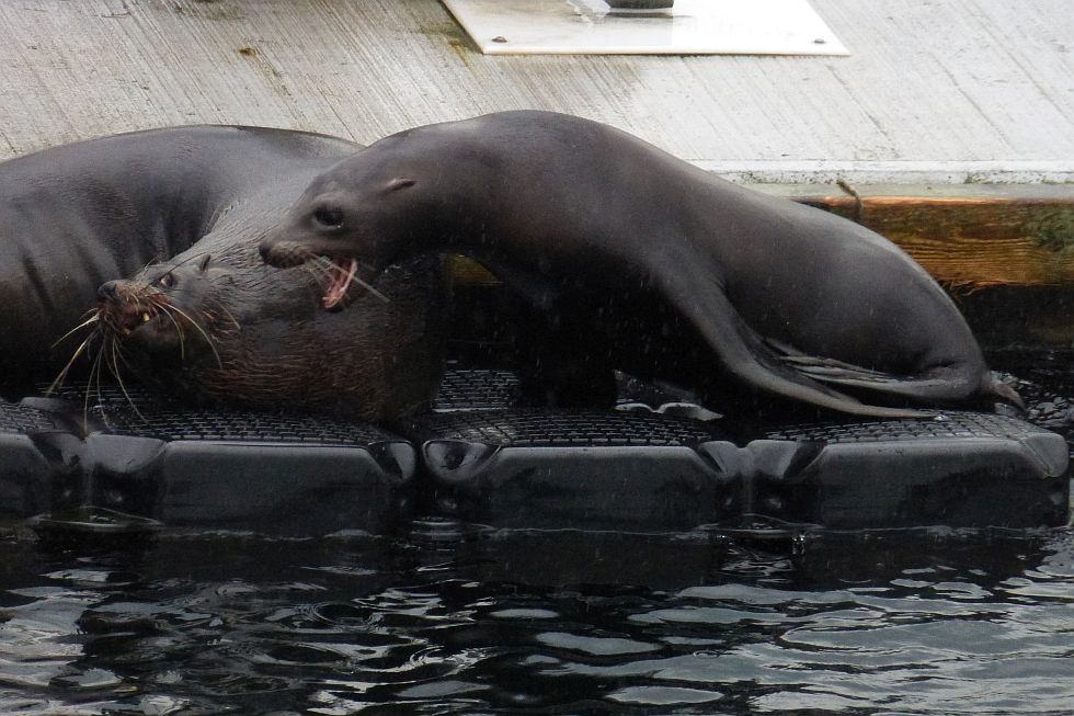 Marine Science Center - Seal Research Center